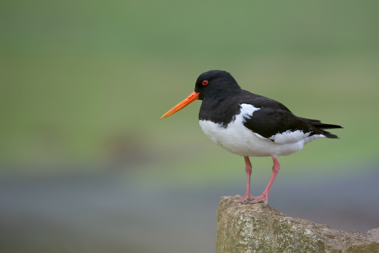 Observing Whitby Coastal birdlife - Shoreline Cottages