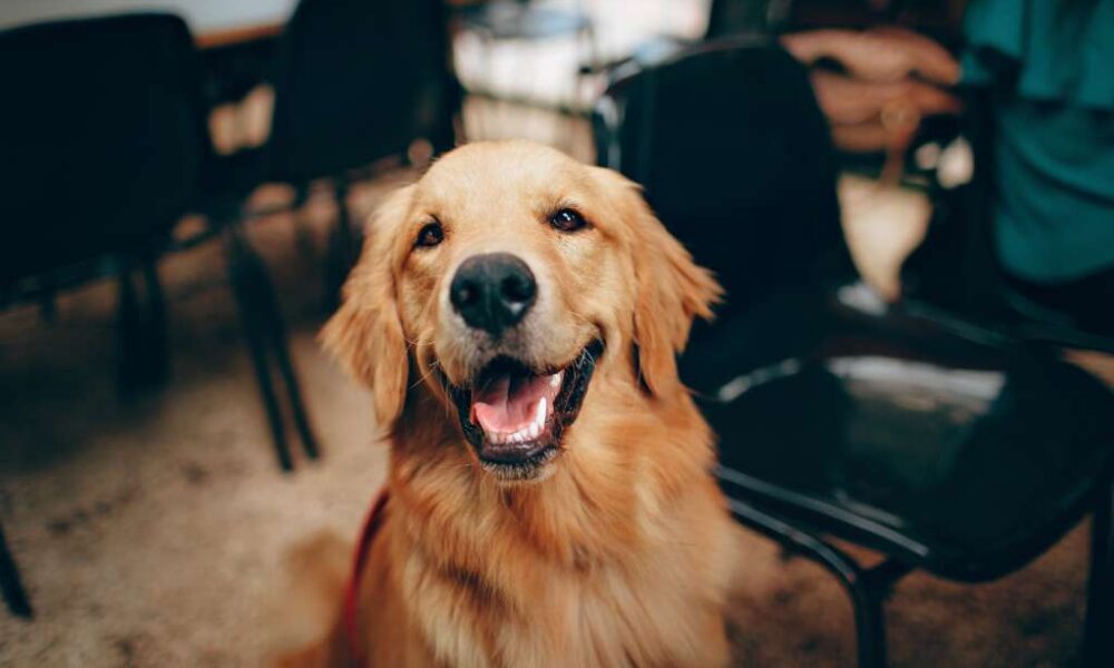 Dog-Friendly Holiday Cottages Whitby | Pet Stays | Shoreline Cottages